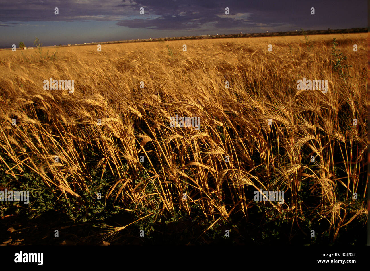 Imperial valley farm hi-res stock photography and images - Alamy