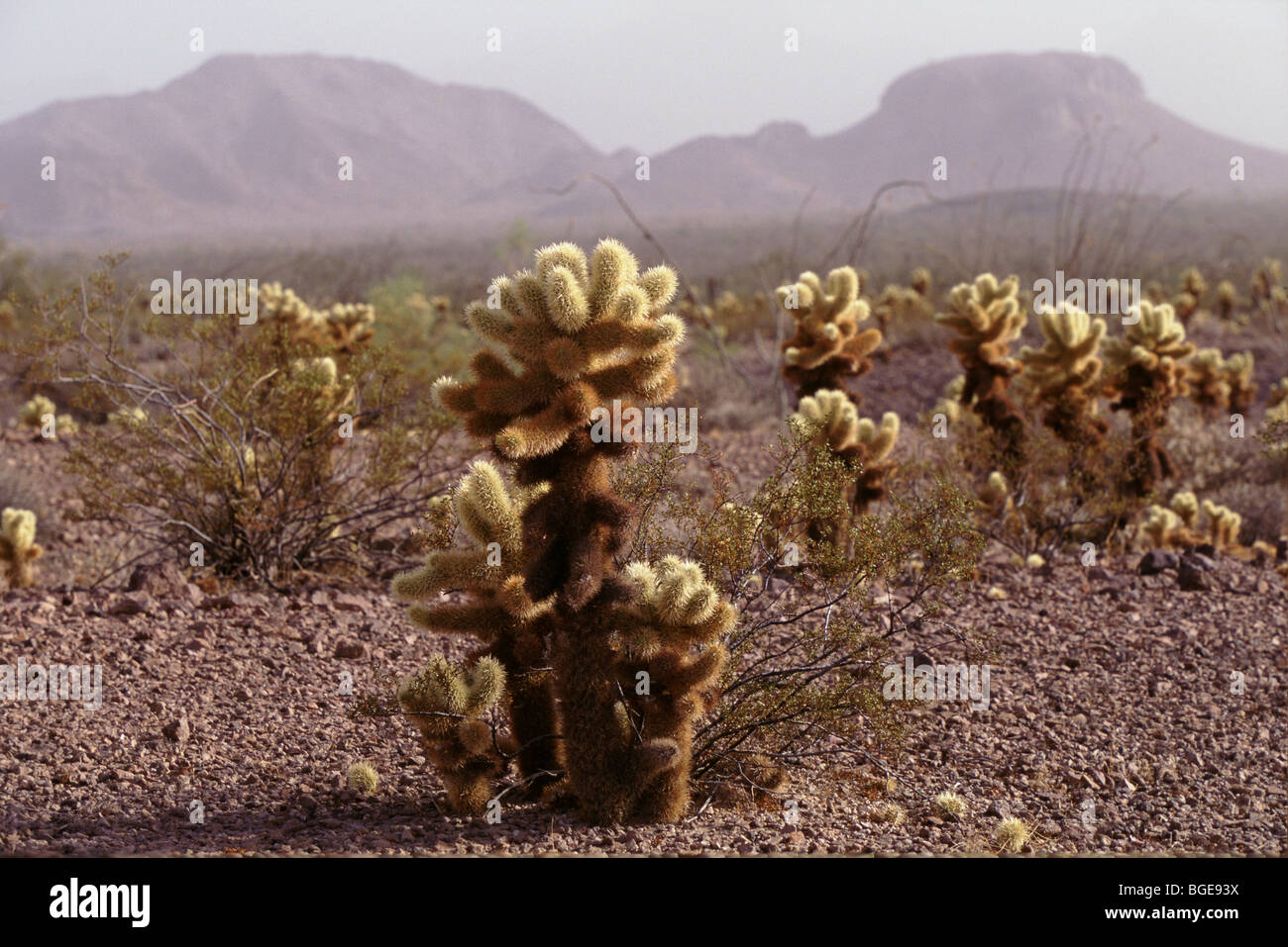 Cacti growing in the Californian desert, USA Stock Photo - Alamy