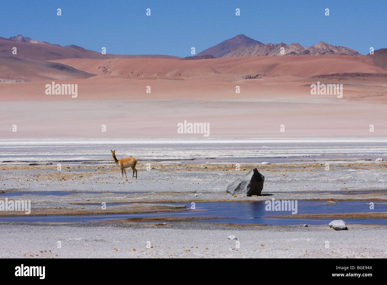 Vicuna on high altitude desert hi-res stock photography and images - Alamy