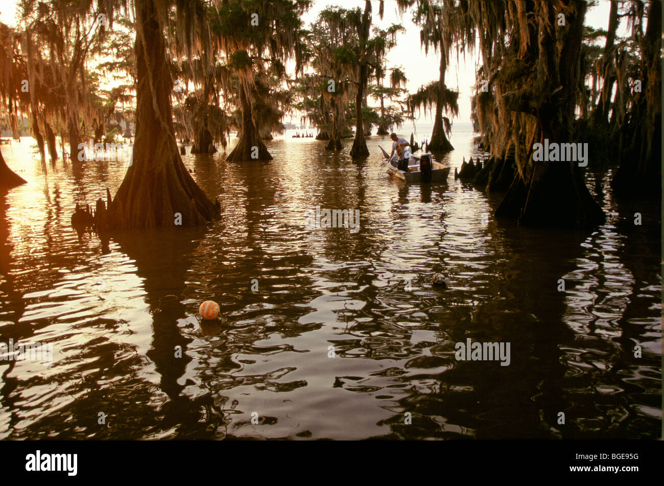Fishing for catfish among the Cypress Trees in the Bayou, Louisiana ...