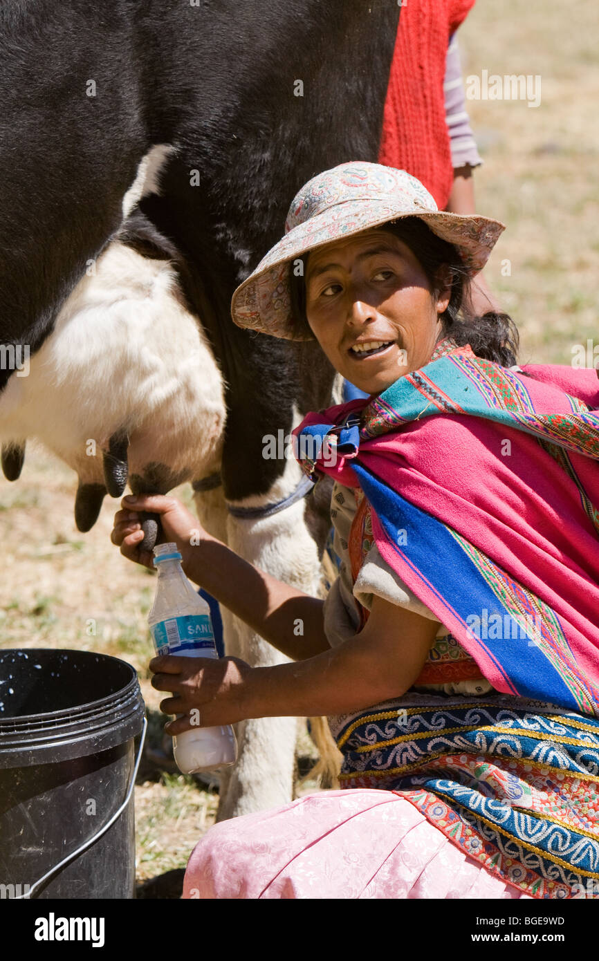 Peruvian woman cow hi-res stock photography and images - Alamy
