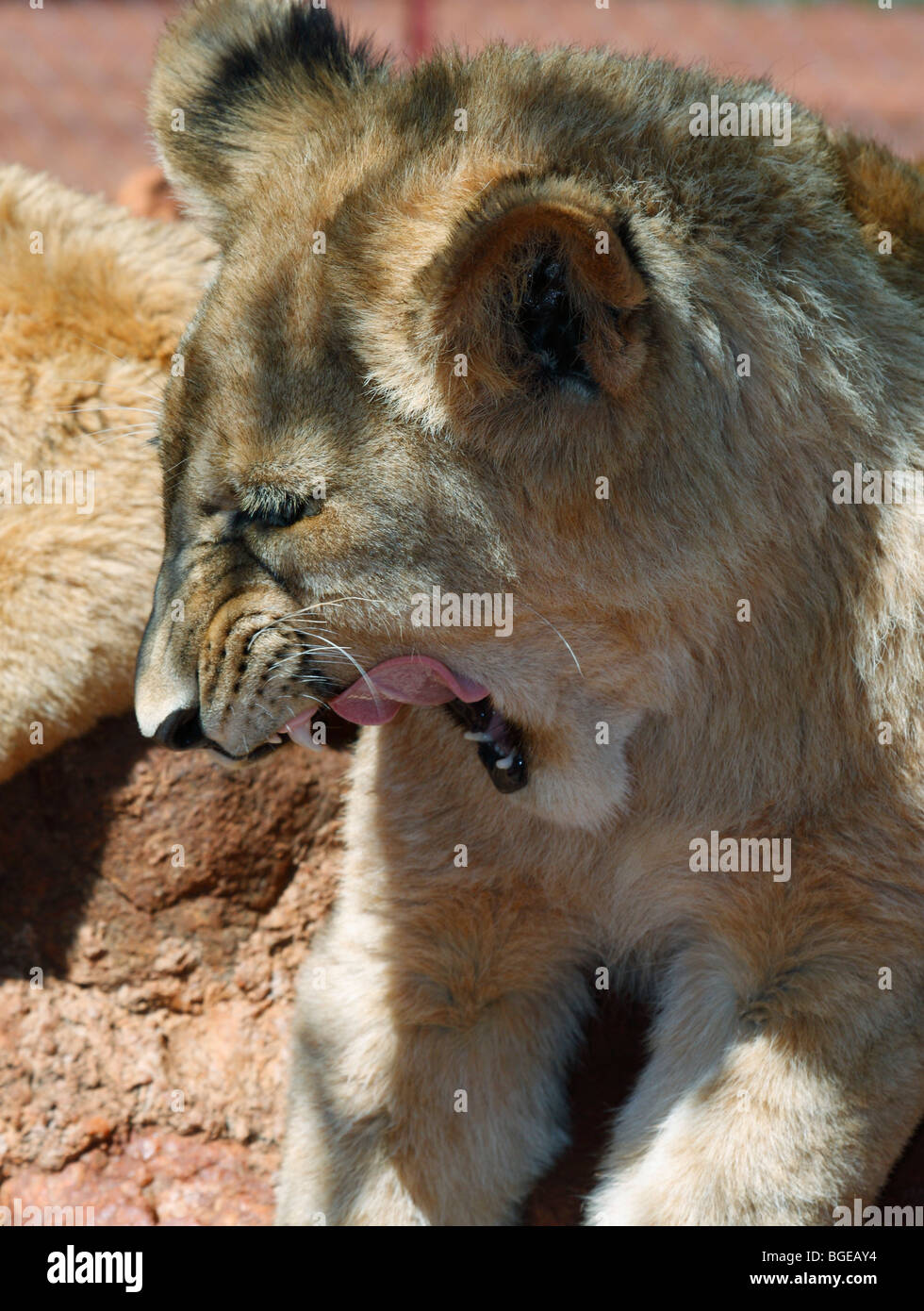 Cub of lion hi-res stock photography and images - Alamy
