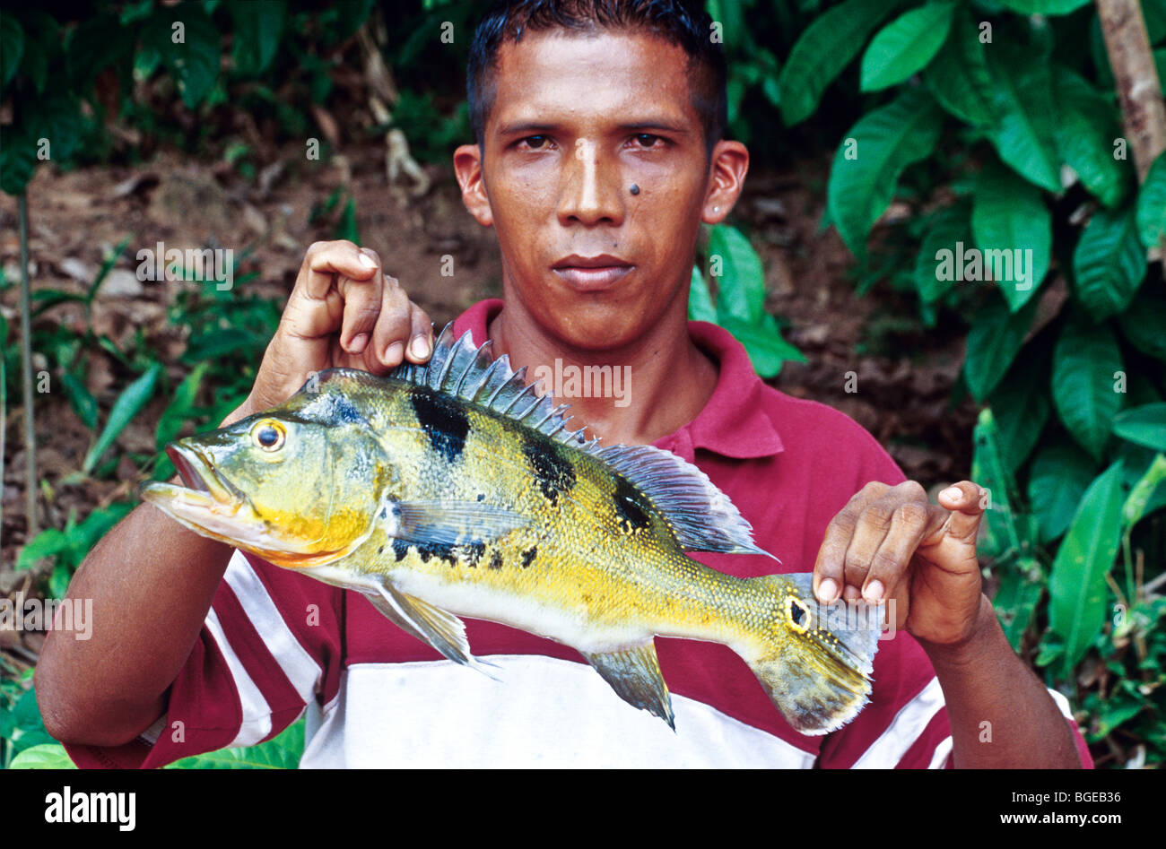 The Amazon River produces an amazing variety of fish most colorful and ...