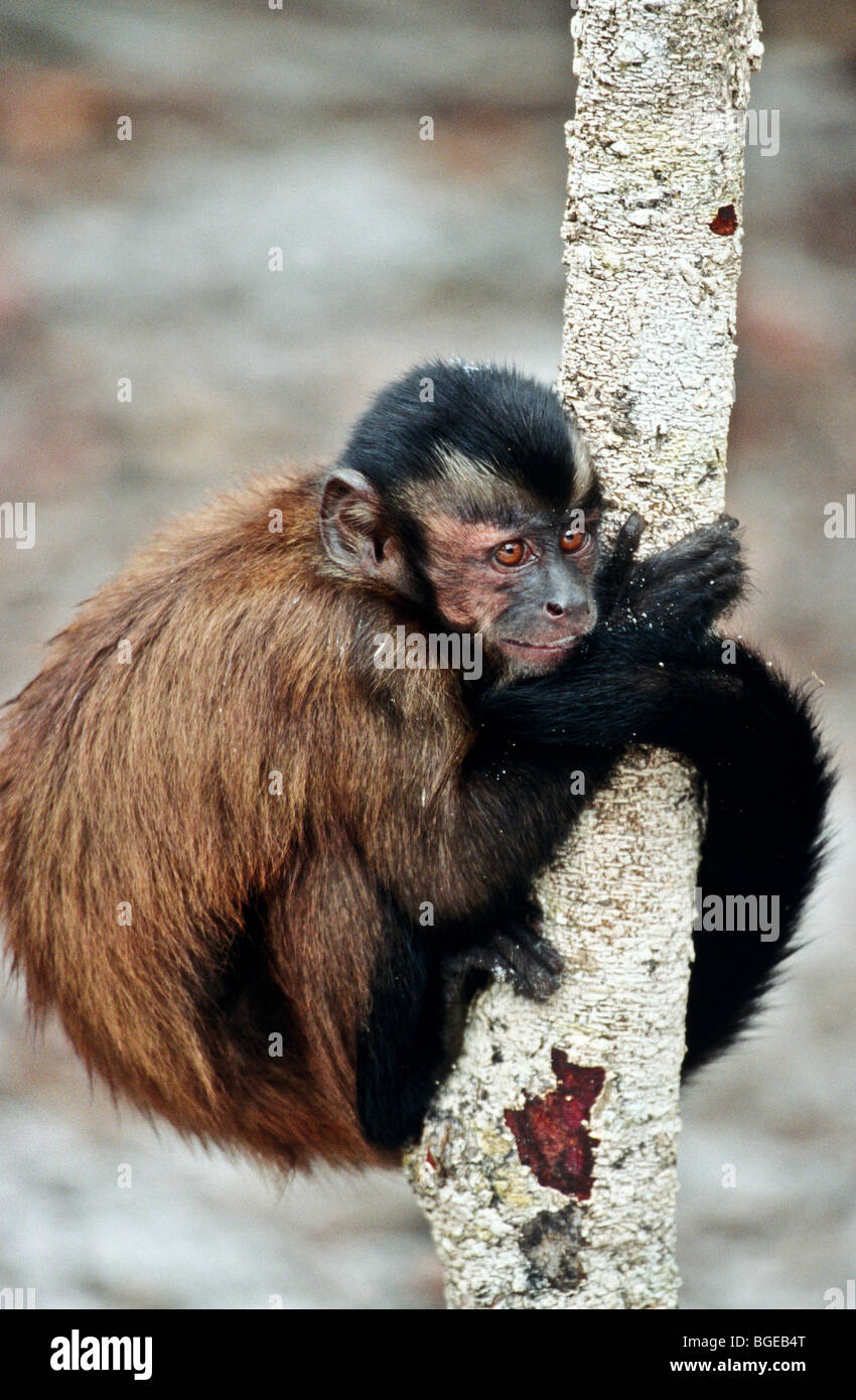 Capuchin monkey Amazon Monkey Jungle at the Amazon Ecopark operated by ...