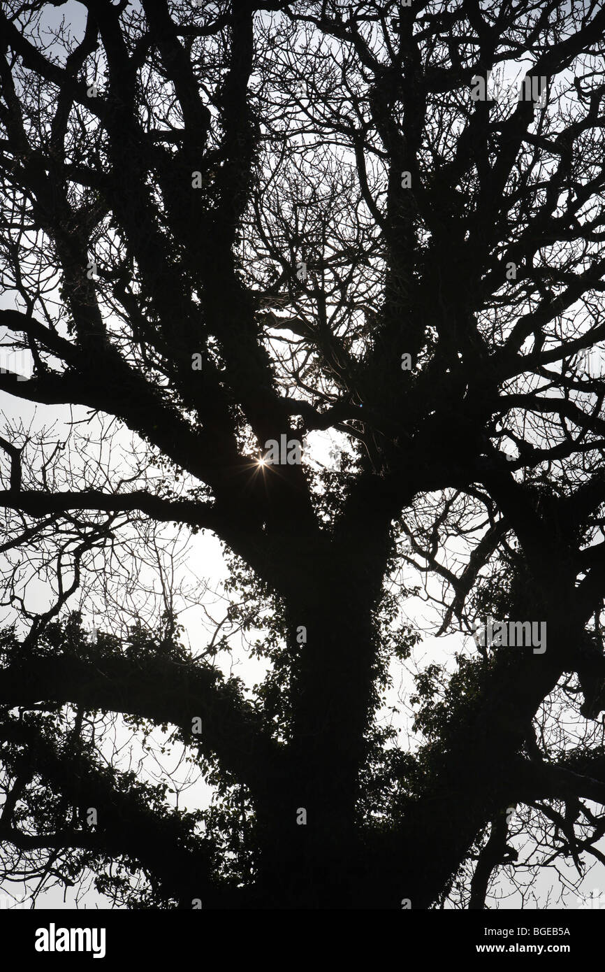 Silhoutte tree branches hi-res stock photography and images - Alamy