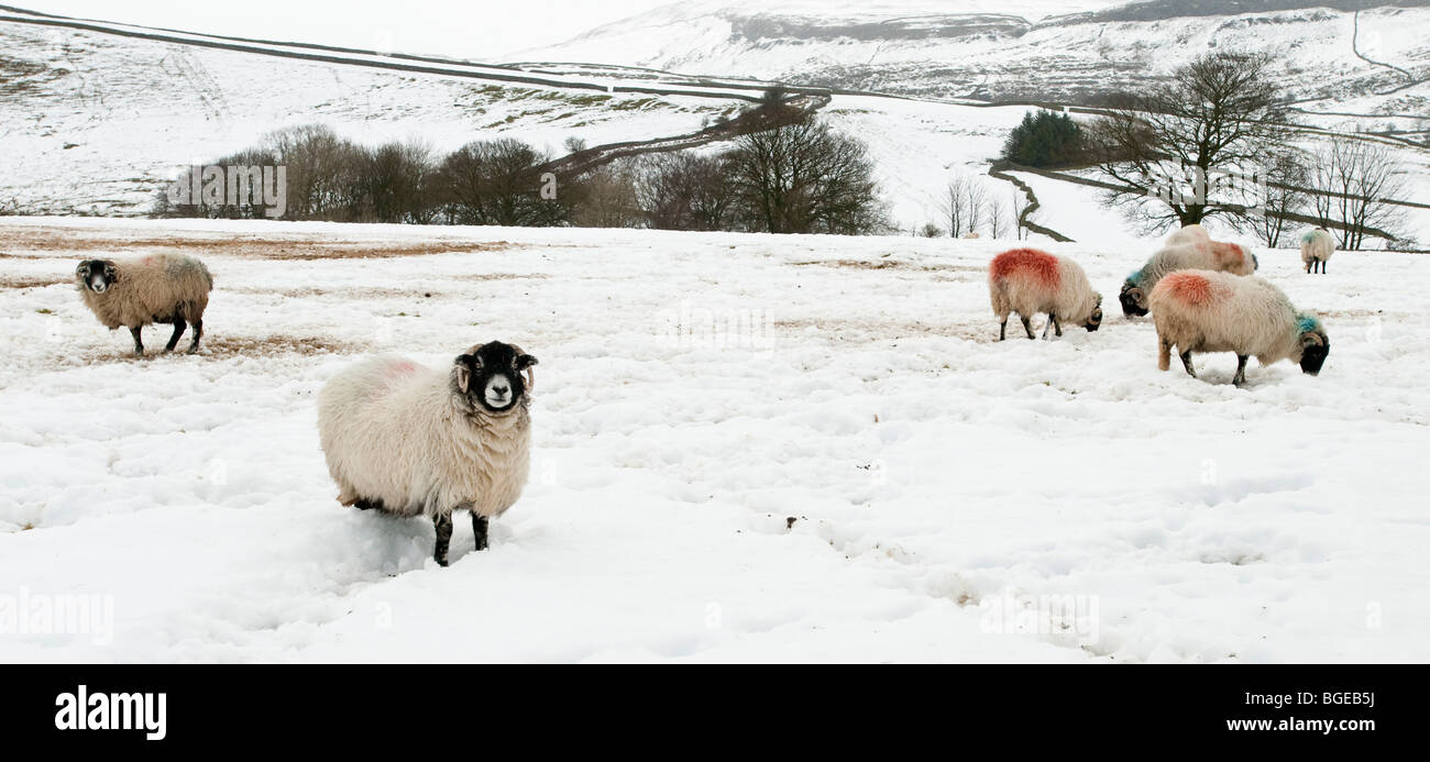 Snow sheep hi-res stock photography and images - Alamy