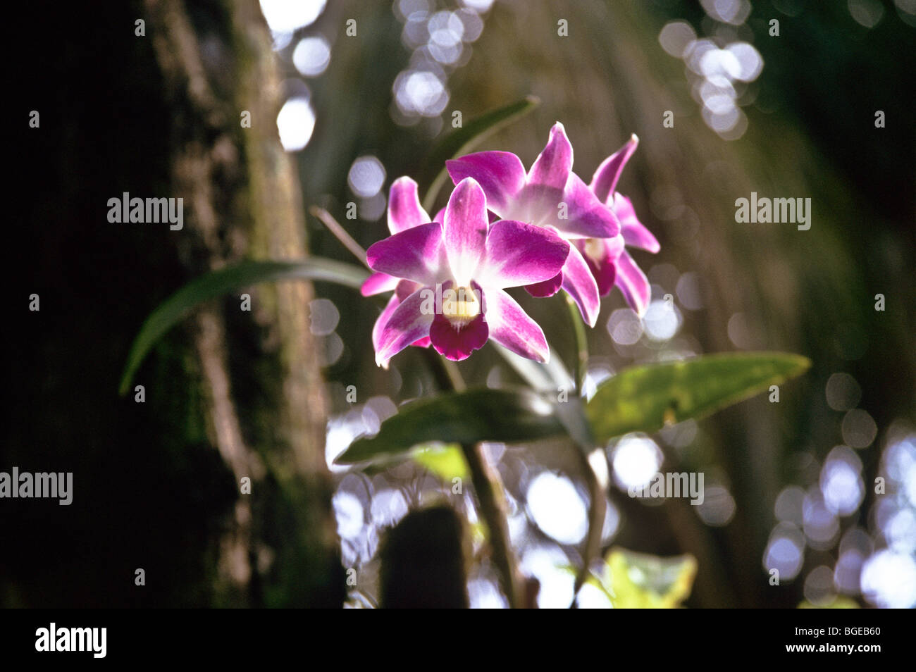 Orchids Amazon River near Manaus Brazil Stock Photo - Alamy