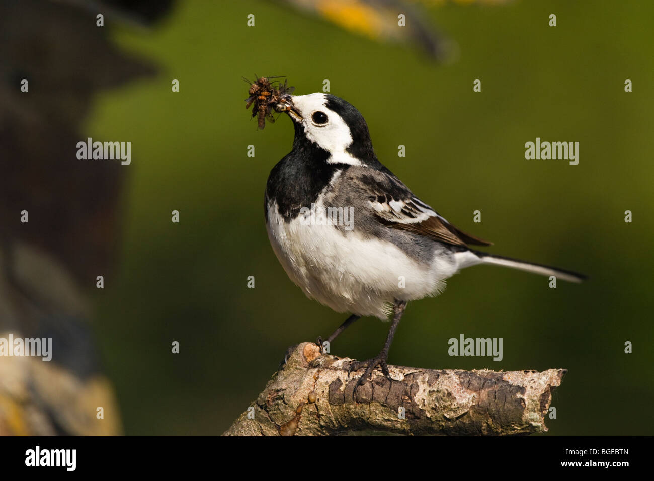 A Pied Wagtail with food for its young Stock Photo - Alamy