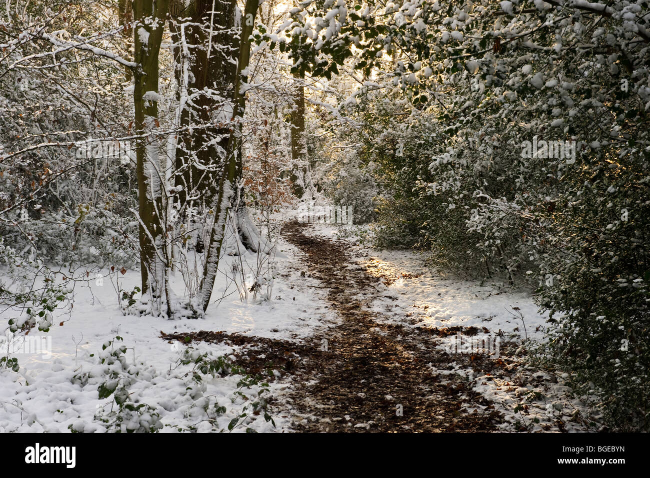 Woodland snap hi-res stock photography and images - Alamy