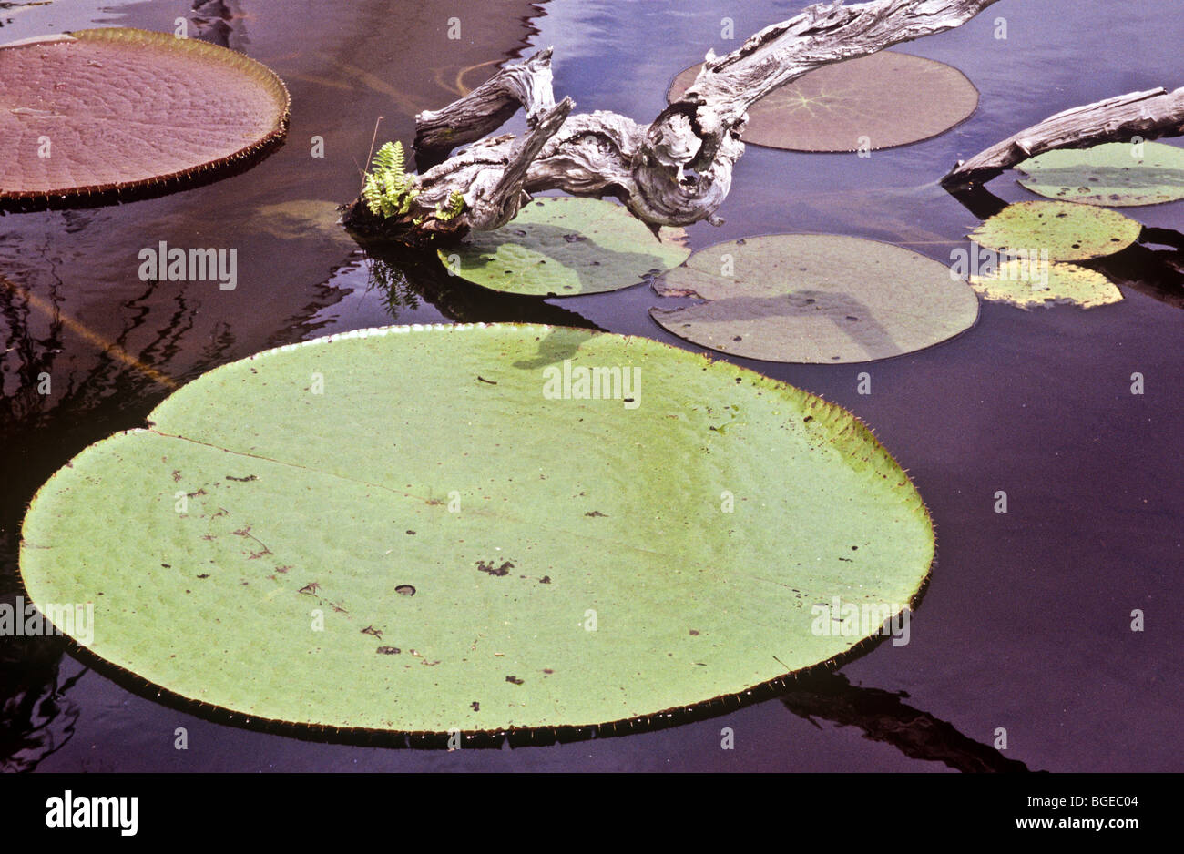 Amazon river lily pads hi-res stock photography and images - Alamy
