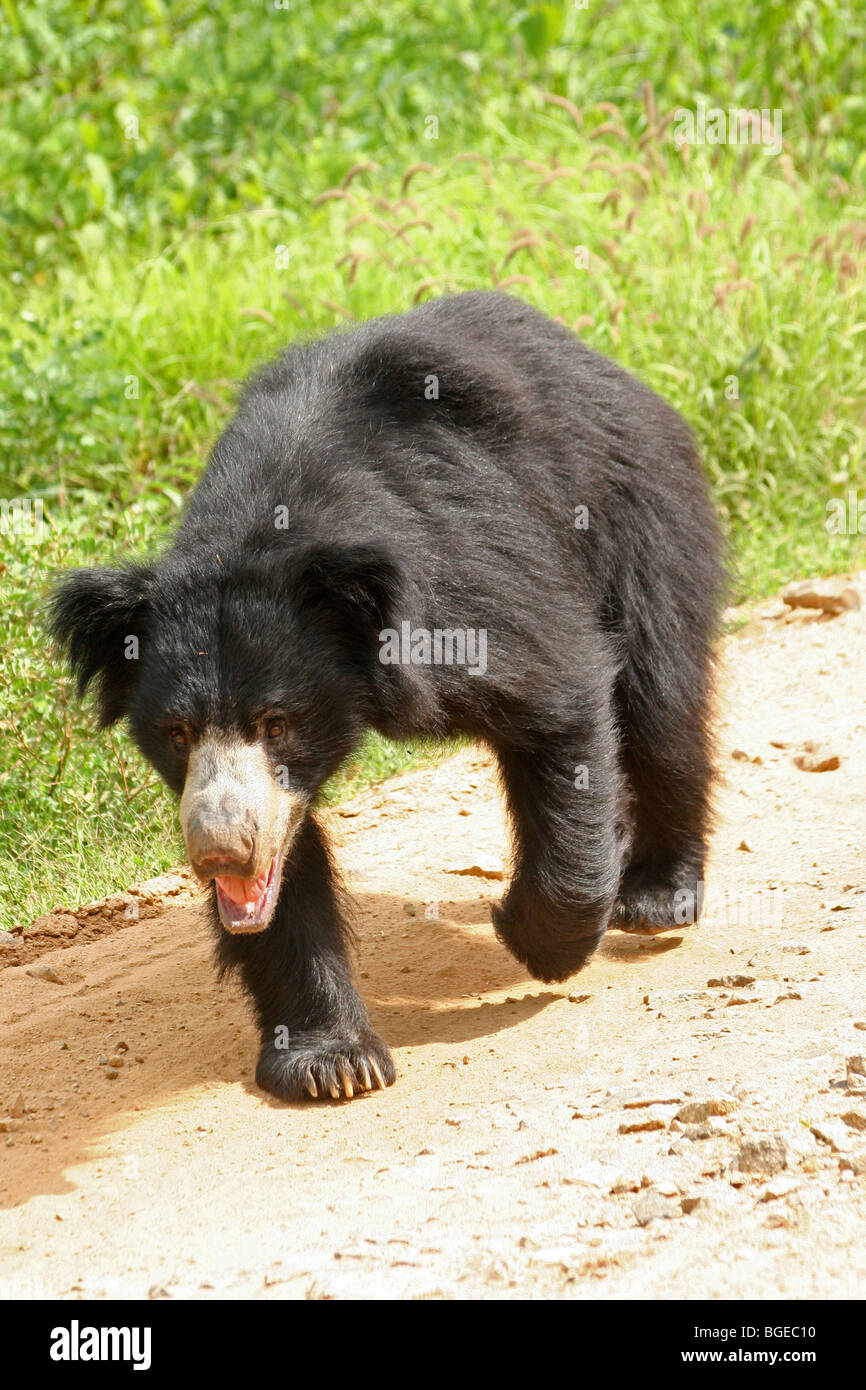 A sloth bear (Melursus ursinus) walks along a track in Bannerghatta ...