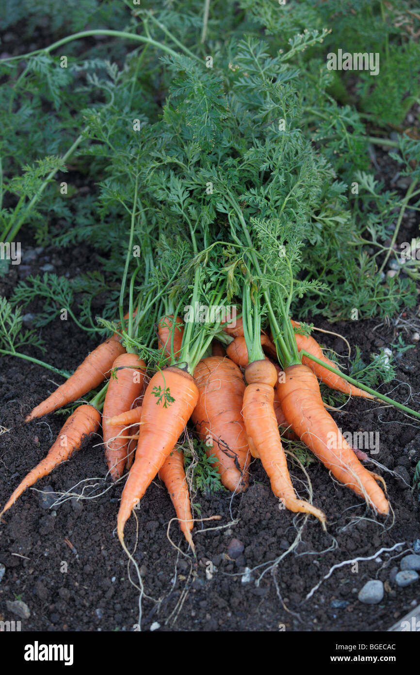 Selby gardens hi-res stock photography and images - Alamy