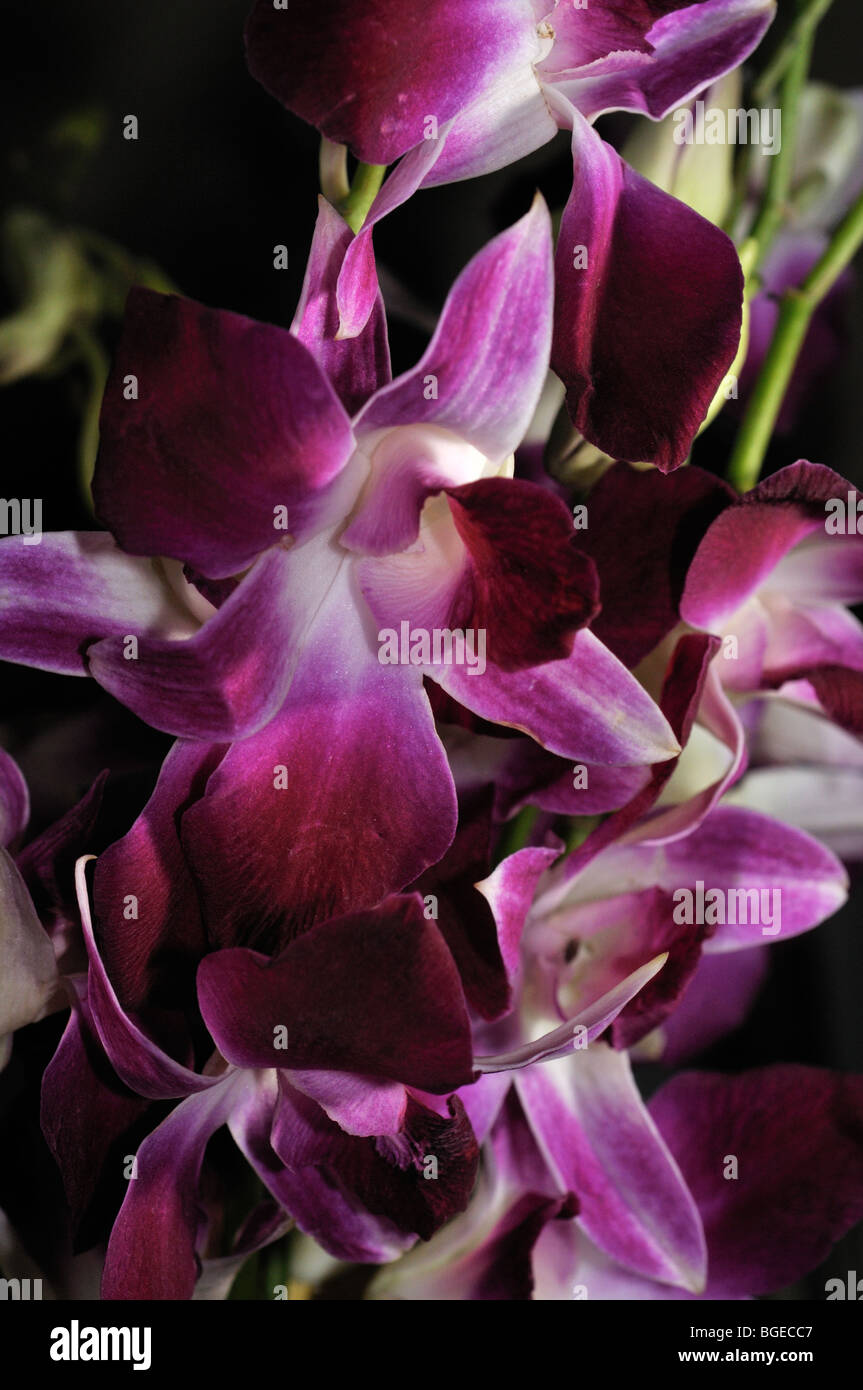 Purple Dendrobium orchids Stock Photo - Alamy
