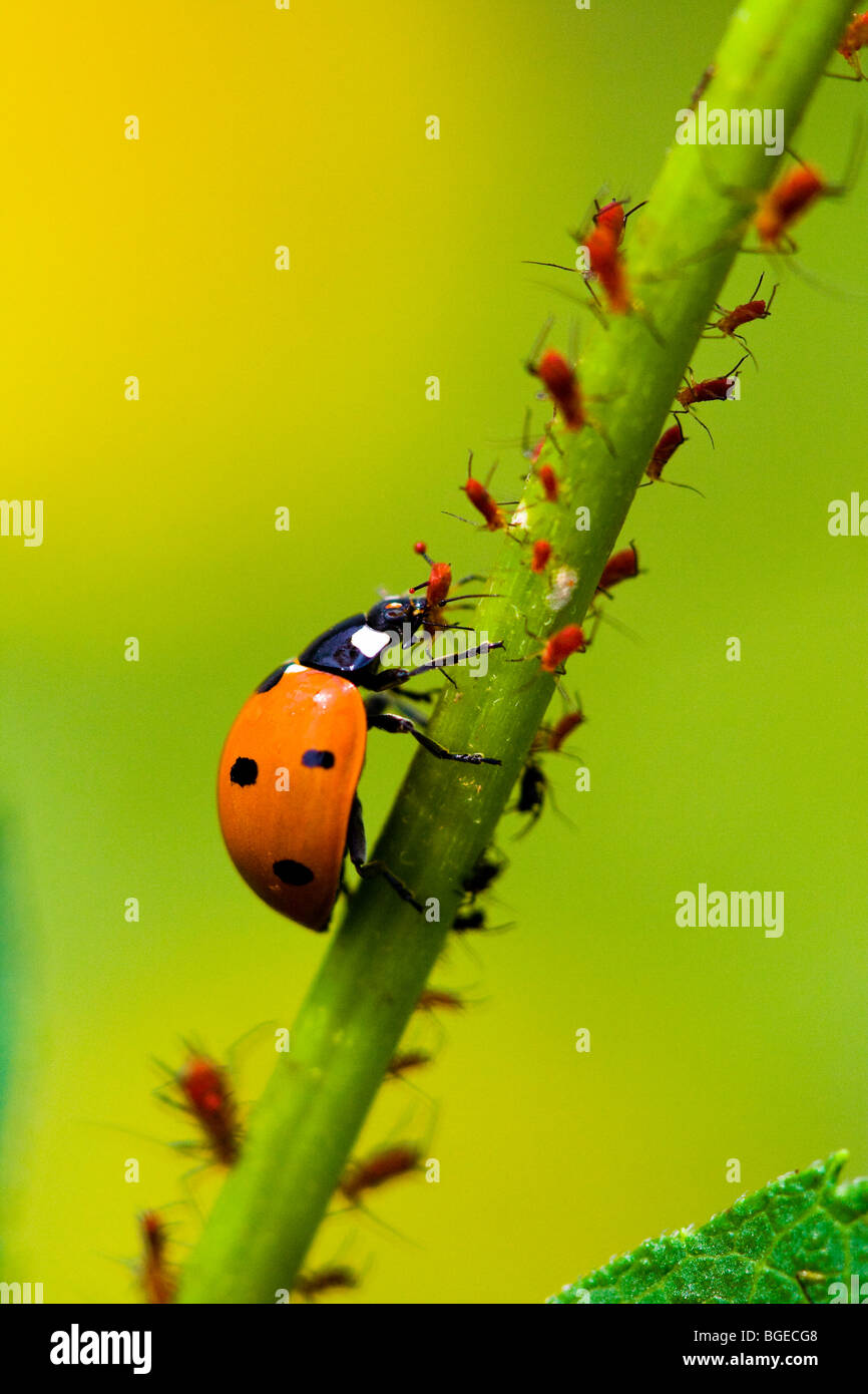 Ladybug Aphids High Resolution Stock Photography and Images - Alamy