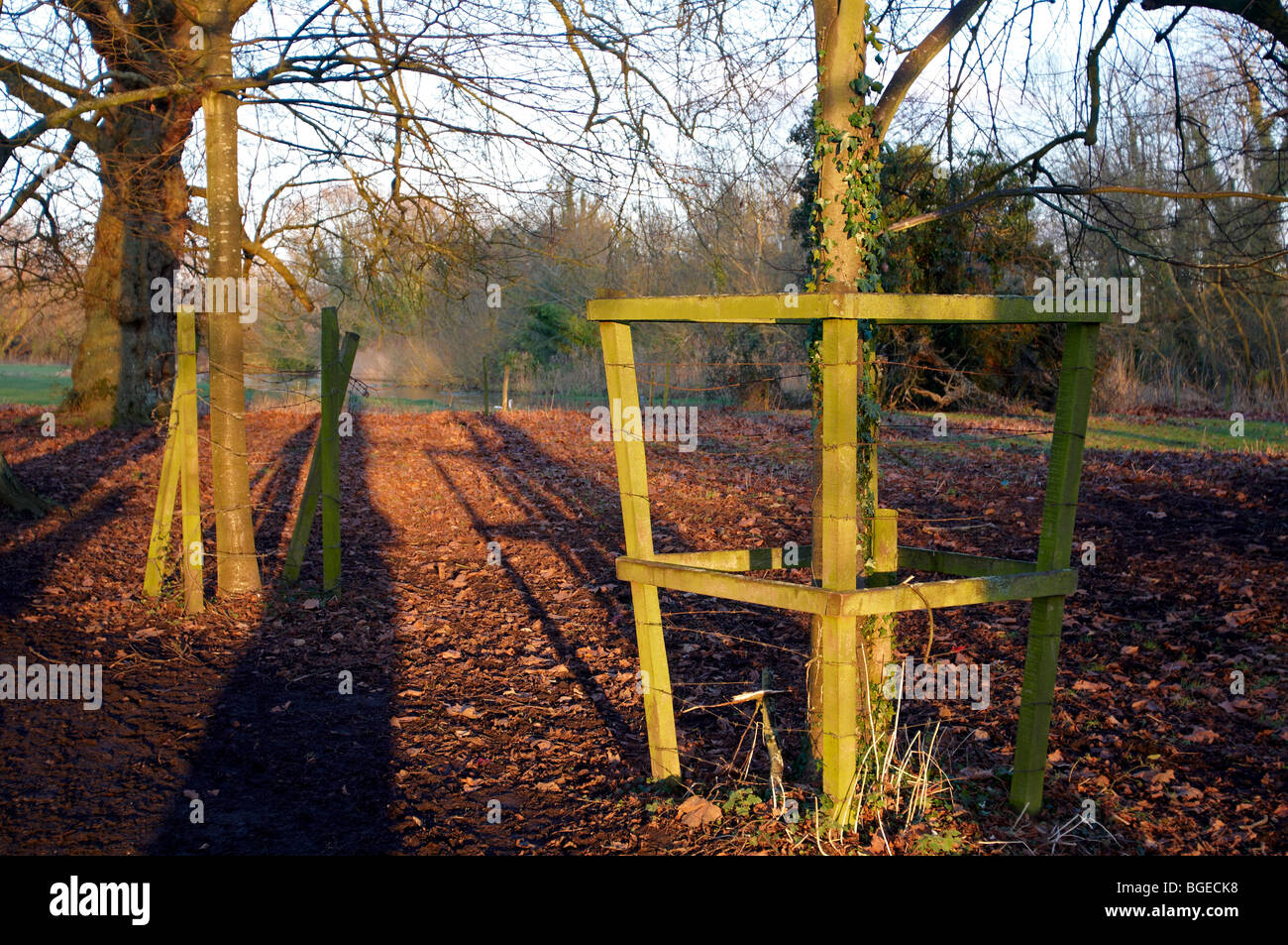 Trees protected from grazing animals by timber and wire fences. St ...