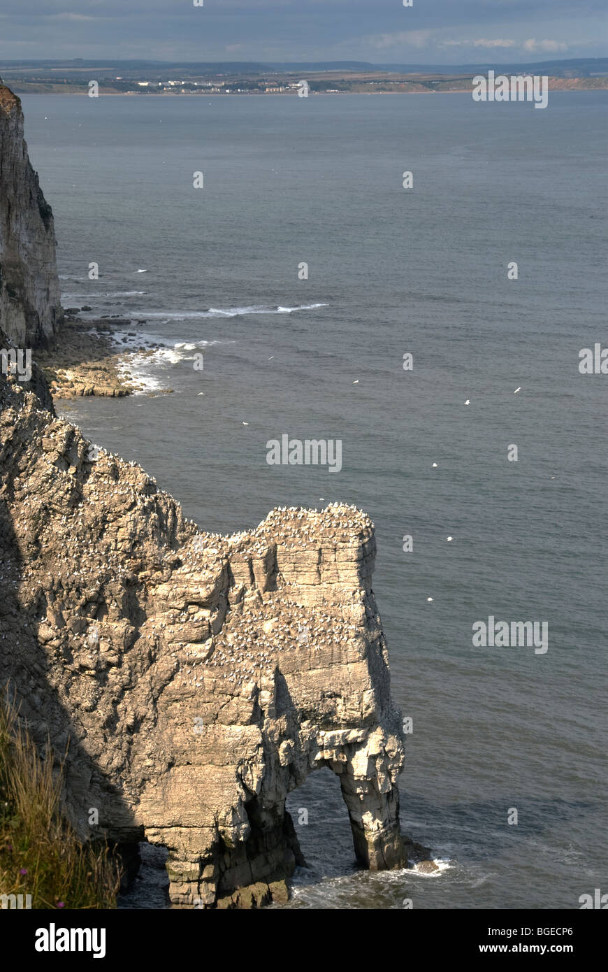 Bempton Cliffs on the North East coast of England. Showing a cliff arch ...