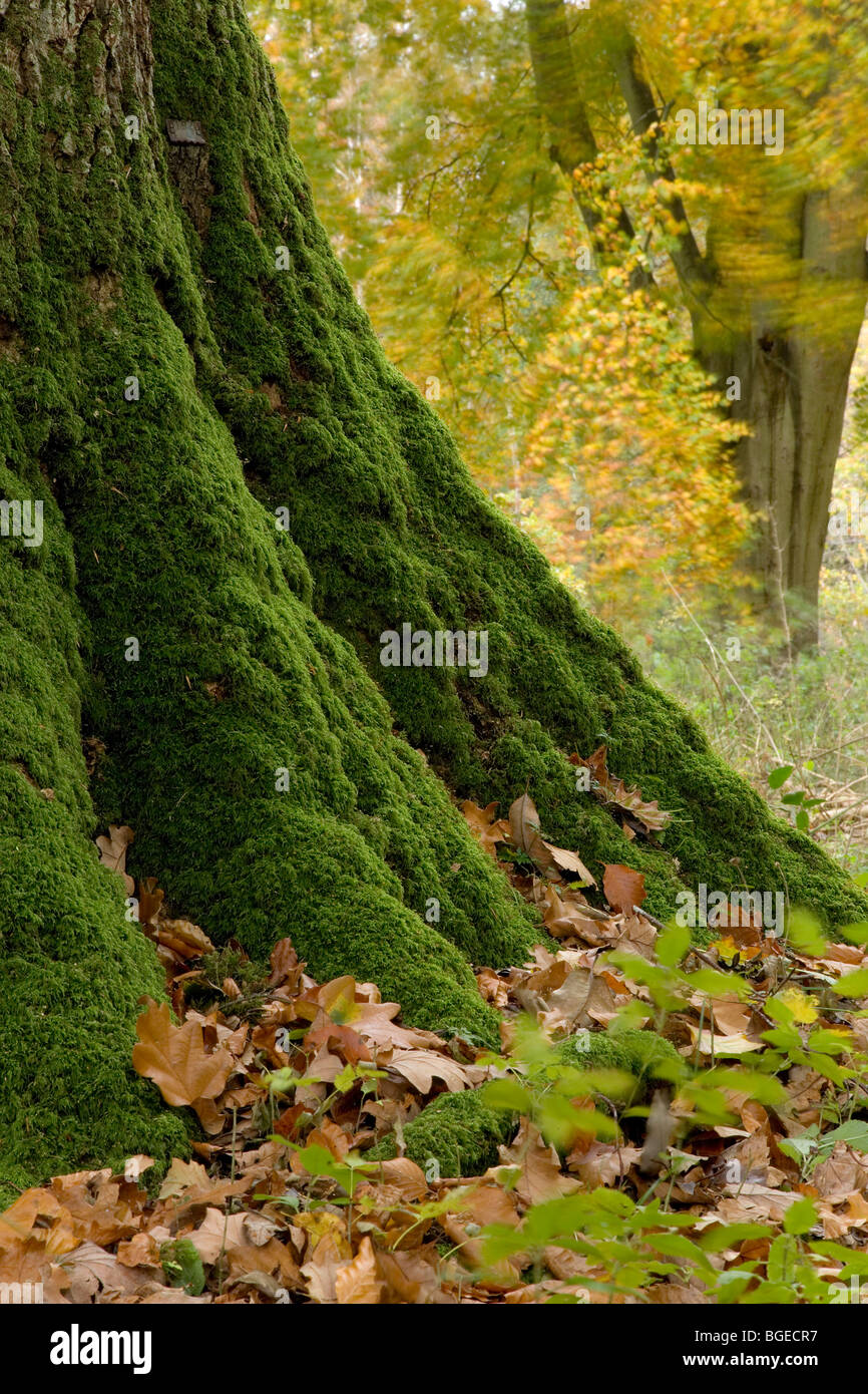 Moss covered Roots of Oak Tree in Savernake Forest near Marlborough ...