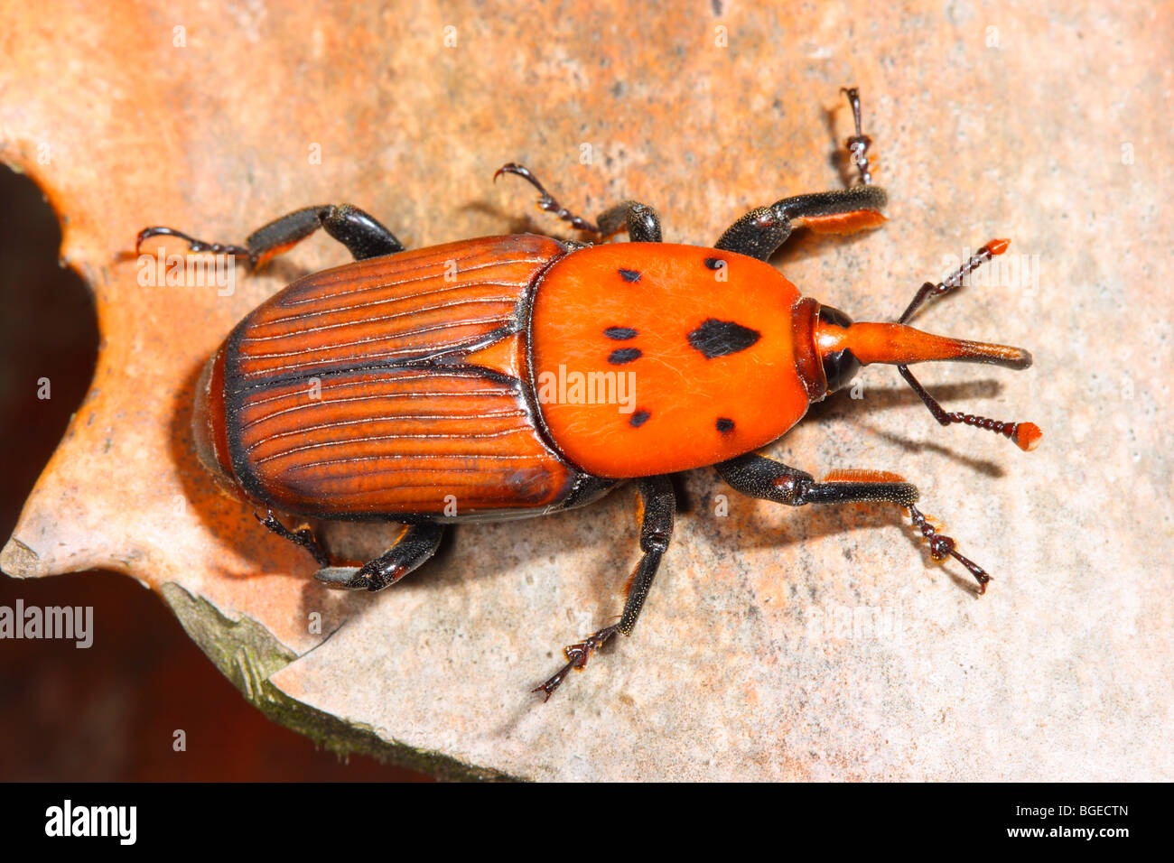 Red Palm Weevil, Rhynchophorus ferrugineus. Palm pest beetle Stock ...