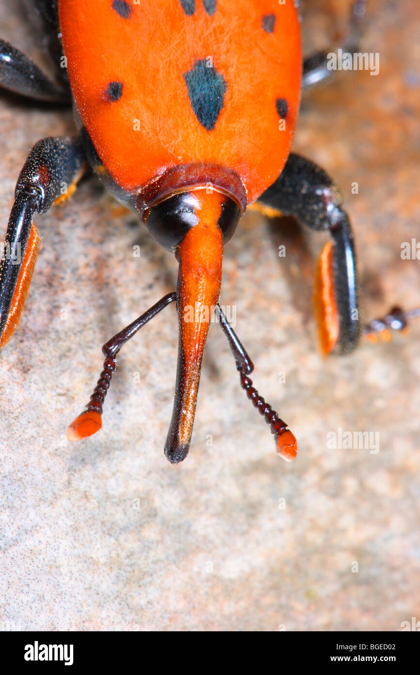 Snout beetles hi-res stock photography and images - Alamy
