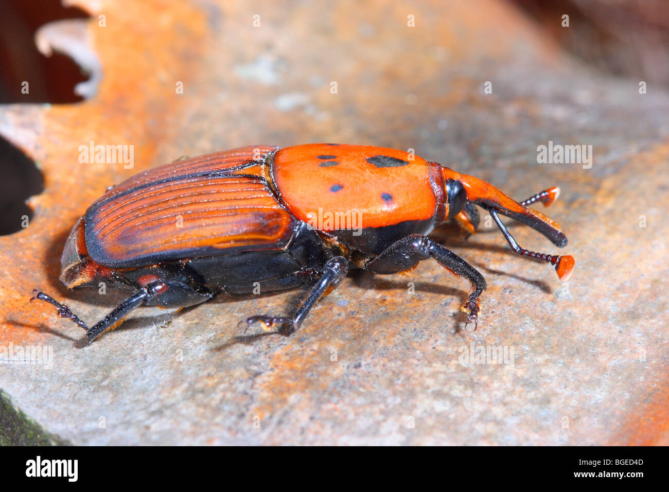 Red Palm Weevil, Rhynchophorus ferrugineus. Palm pest beetle Stock ...