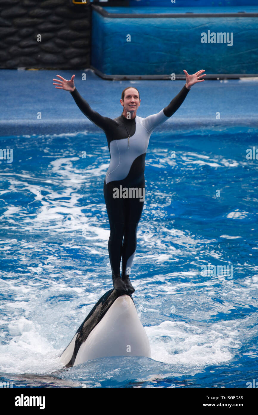 Killer whale orca show seaworld trainer girl female hi-res stock ...