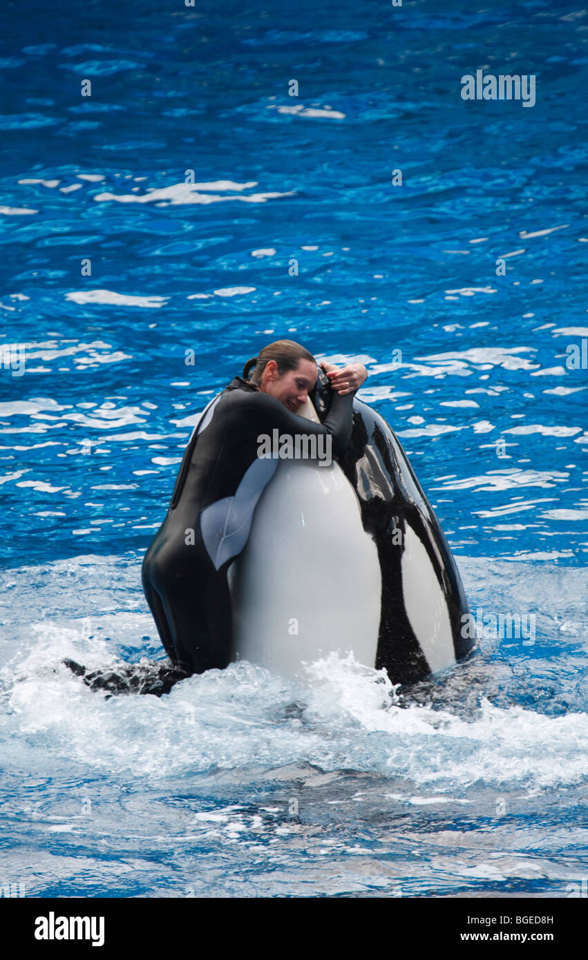 Killer whale orca show seaworld trainer girl female hi-res stock ...