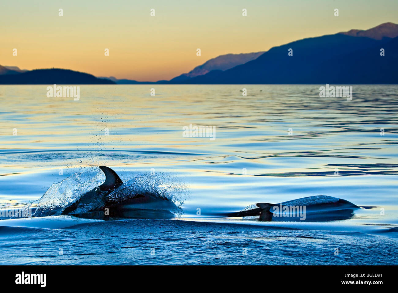 Pacific White Sided Dolphins in Johnstone Strait off Northern Vancouver ...