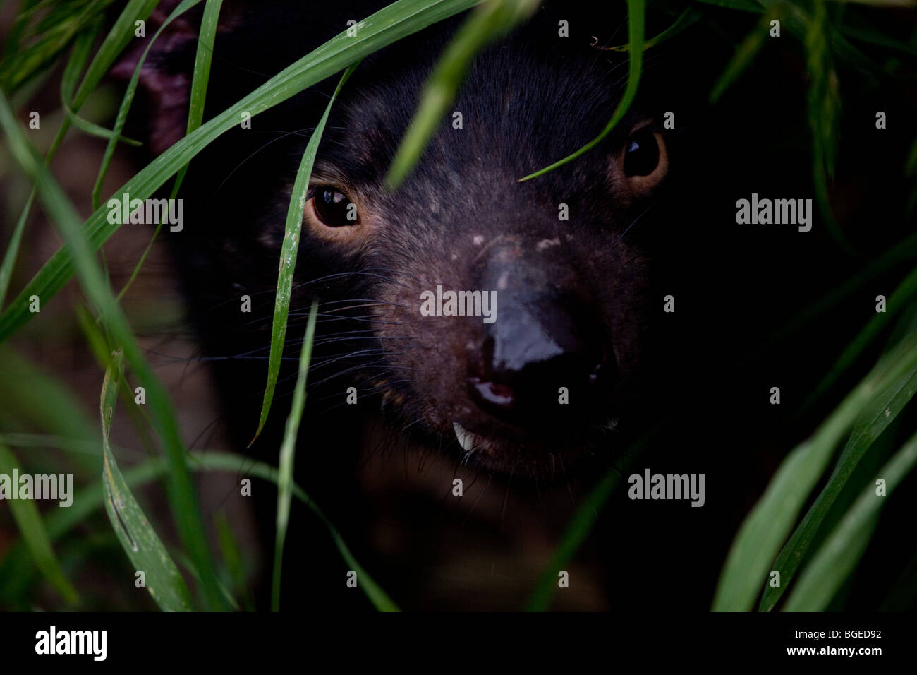 Tango, Tasmanian Devil at containment facility at Taroona, Hobart ...