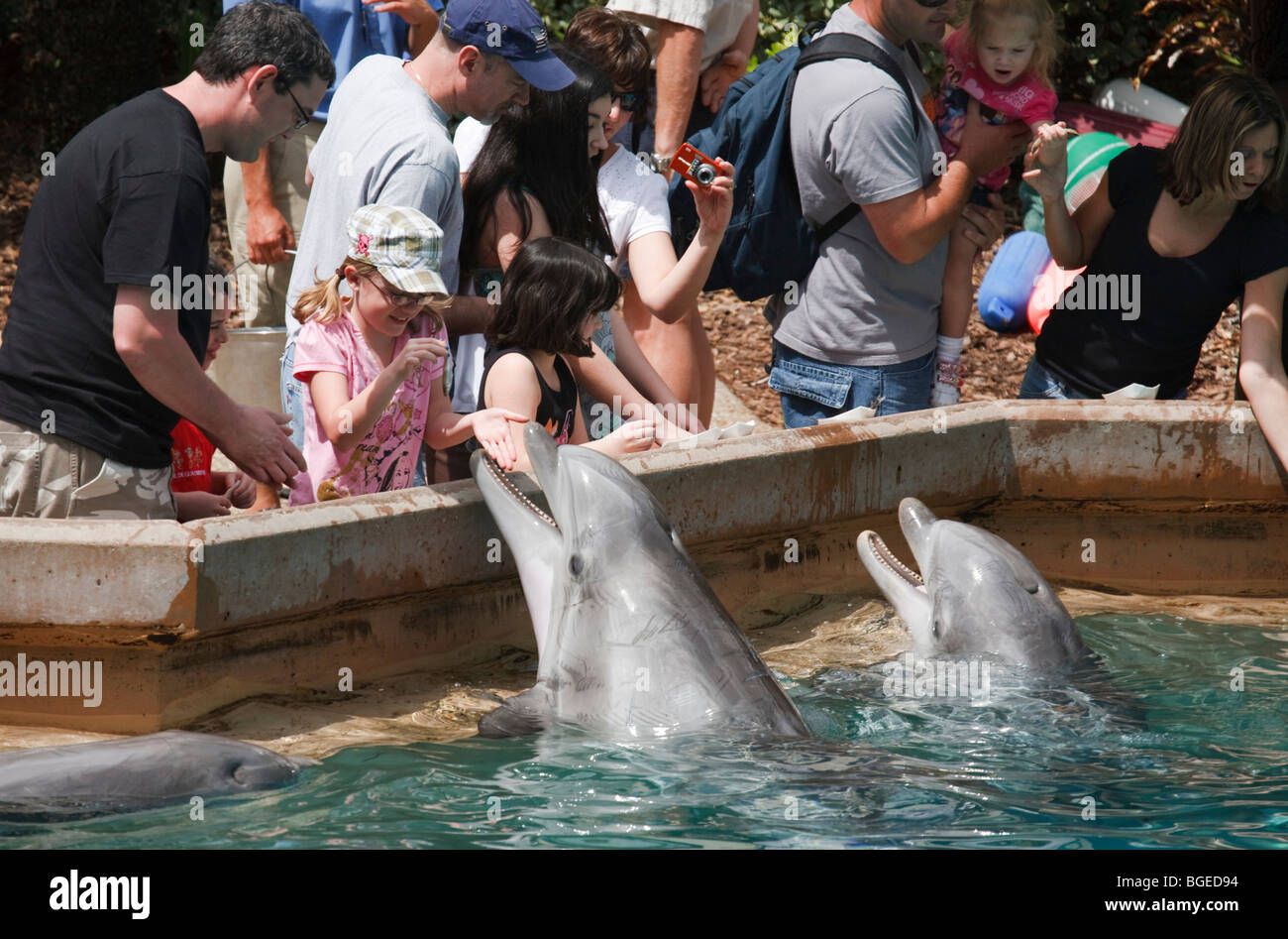 Dolphins Eating Stock Photos & Dolphins Eating Stock Images - Alamy