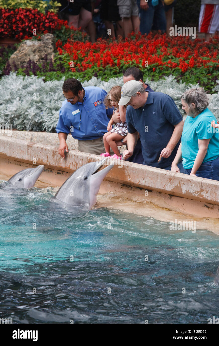 People feed bottlenose dolphins at Seaworld, Orlando, Florida Stock ...