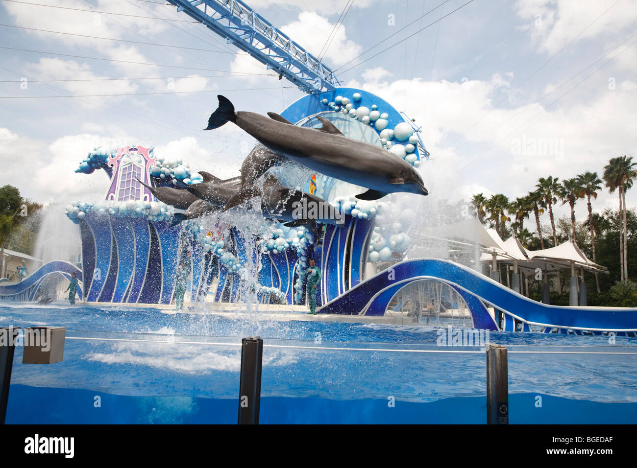 Bottlenose dolphins perform in the Blue horizons show at Seaworld ...