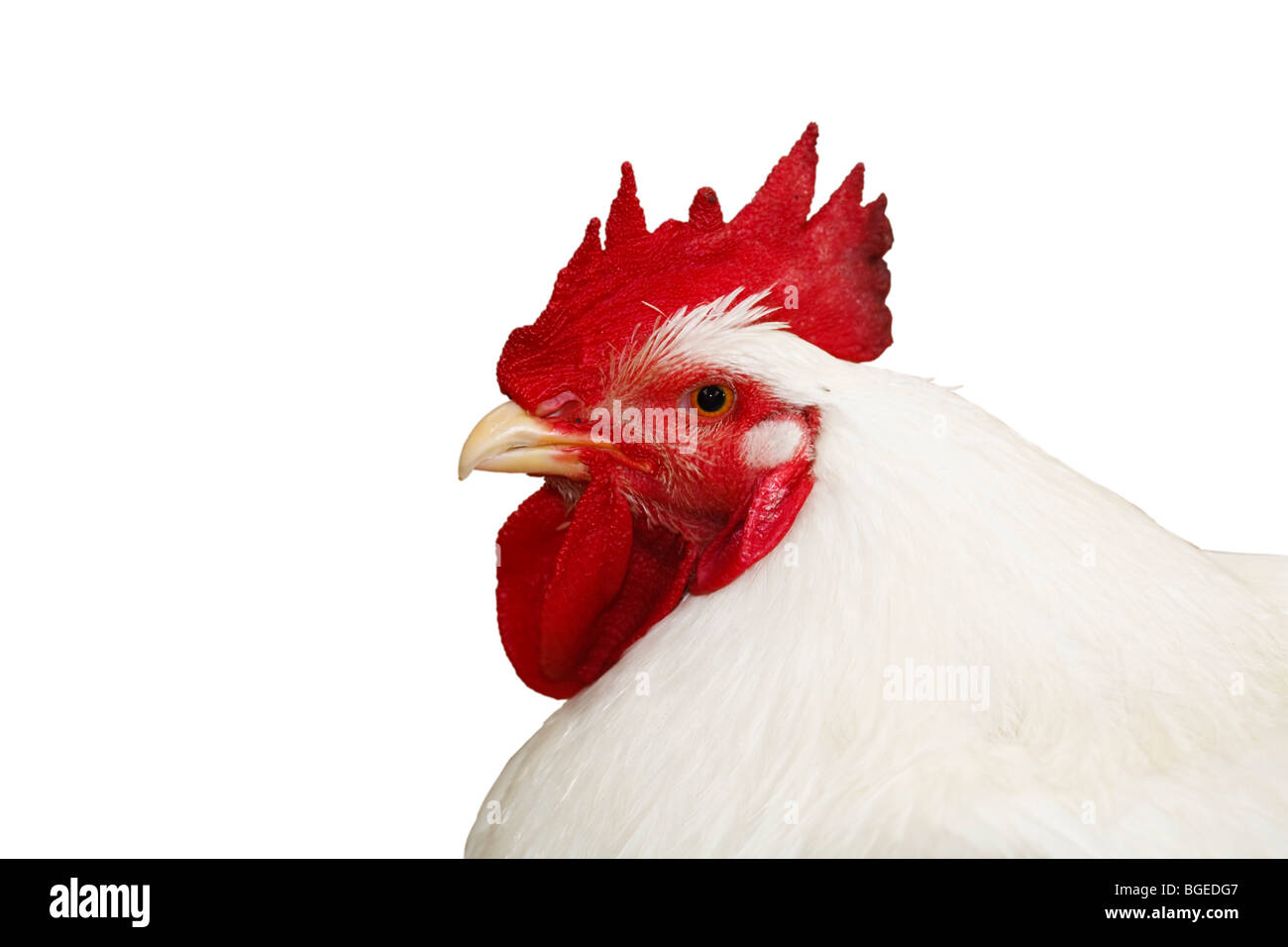 White cockerel isolated on a white background with clipping path Stock ...