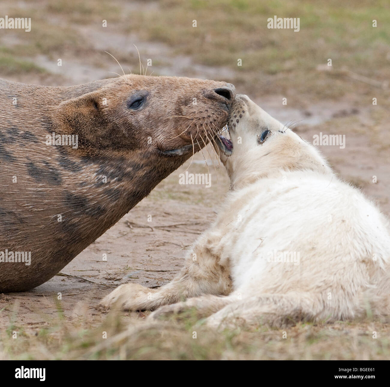 A playful young grey seal pup bites its mothers chin, Donna Nook ...