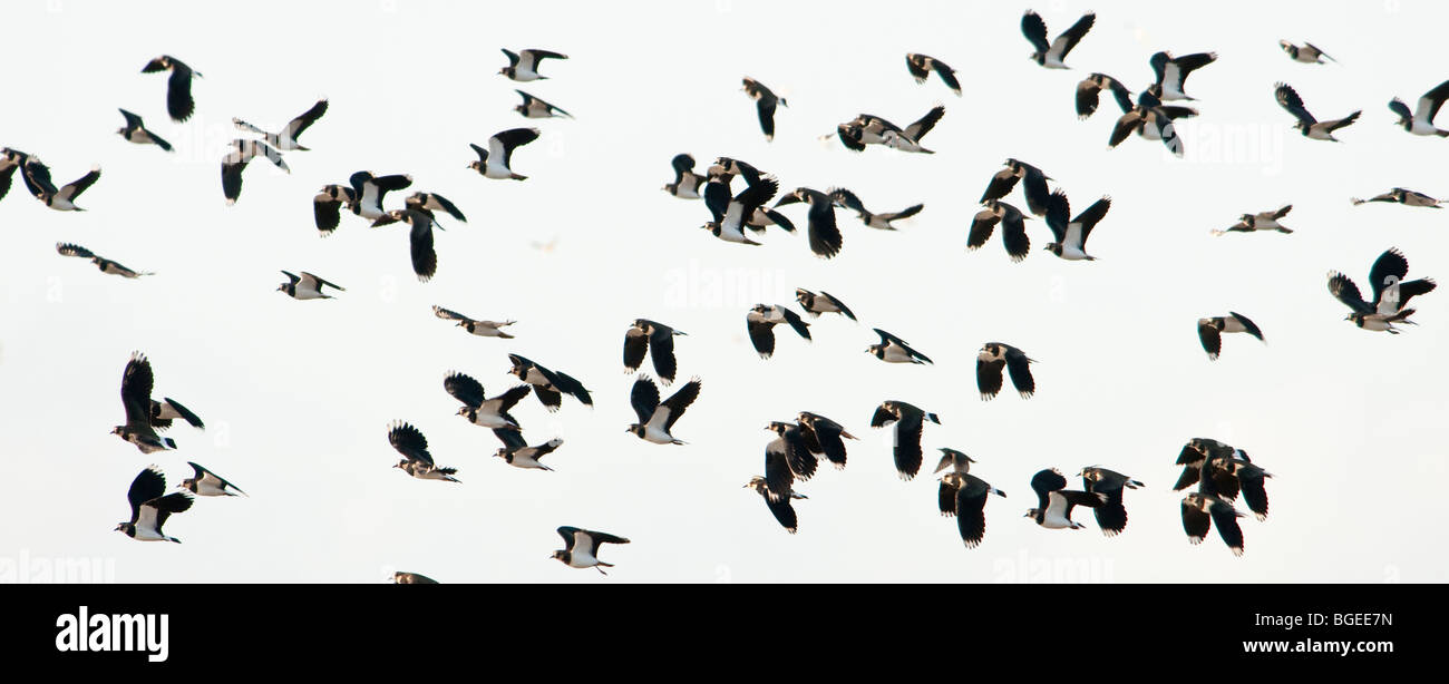 Northern lapwings in flight Stock Photo - Alamy