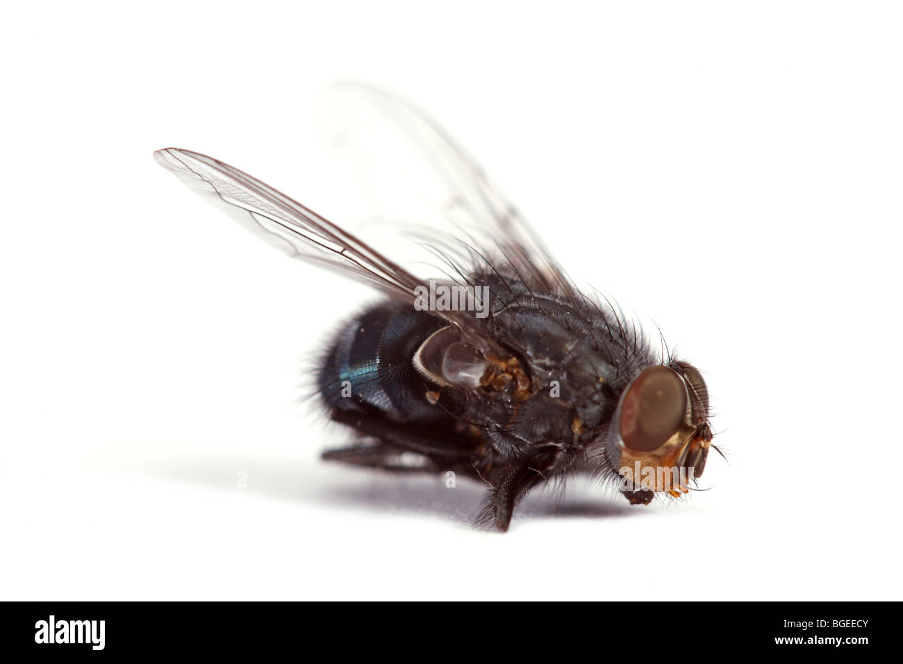 Dead big annoying fly on a white background Stock Photo - Alamy