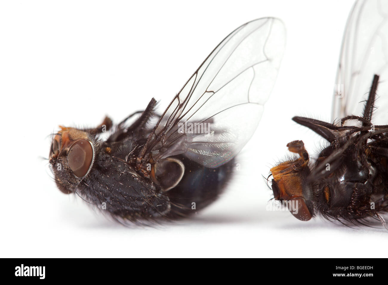 Dead big annoying fly on a white background Stock Photo - Alamy
