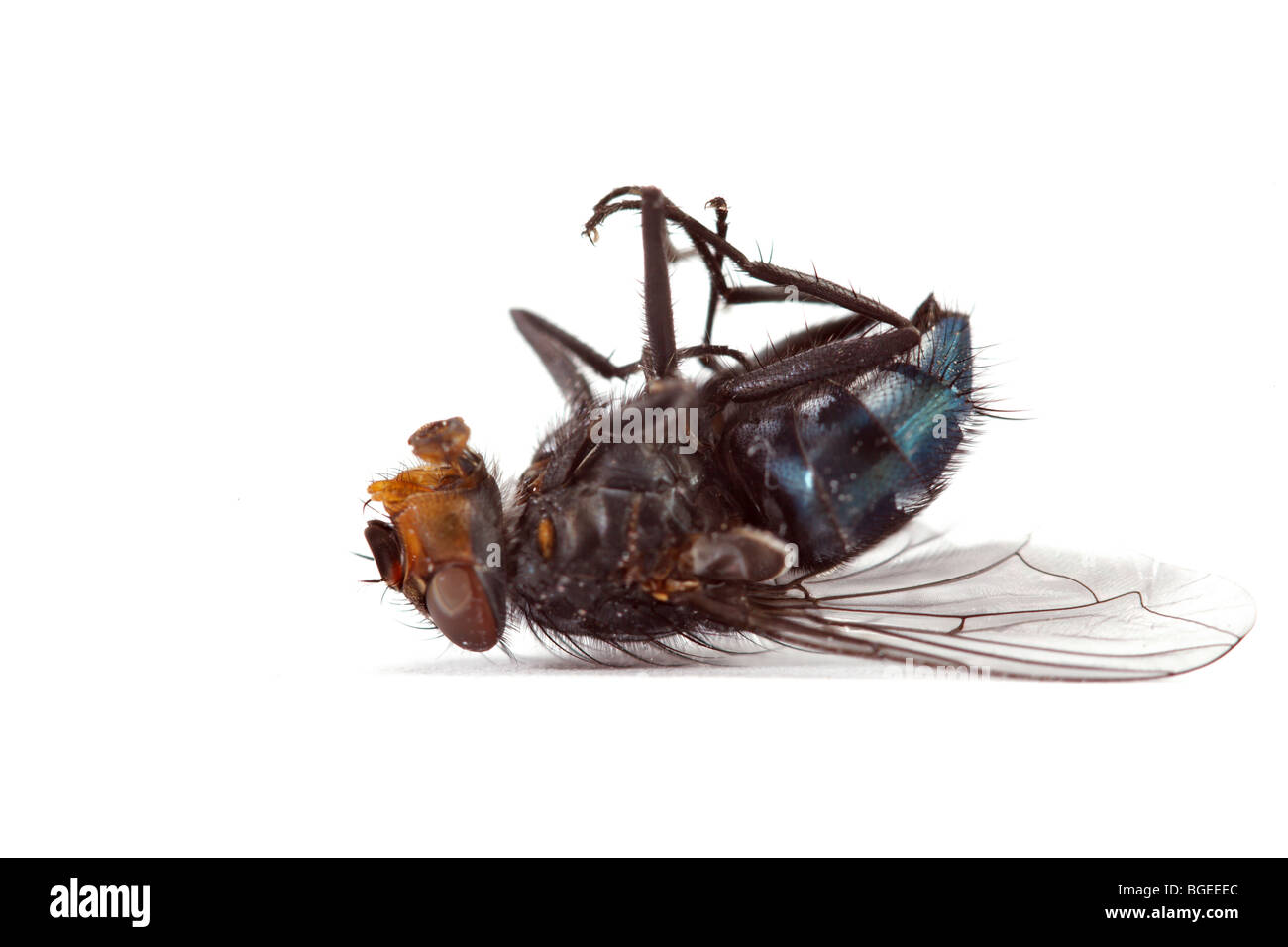 Dead big annoying fly on a white background Stock Photo - Alamy
