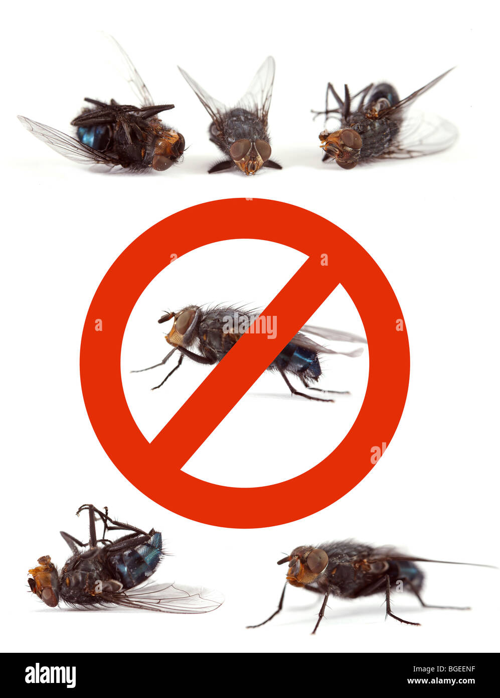 Dead big annoying fly on a white background Stock Photo - Alamy