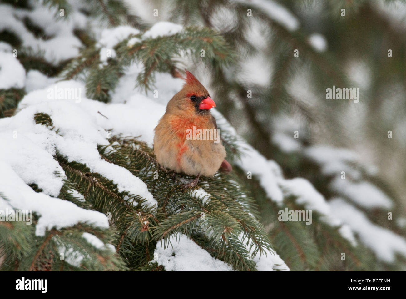 Female northern cardinal in snow hi-res stock photography and images ...