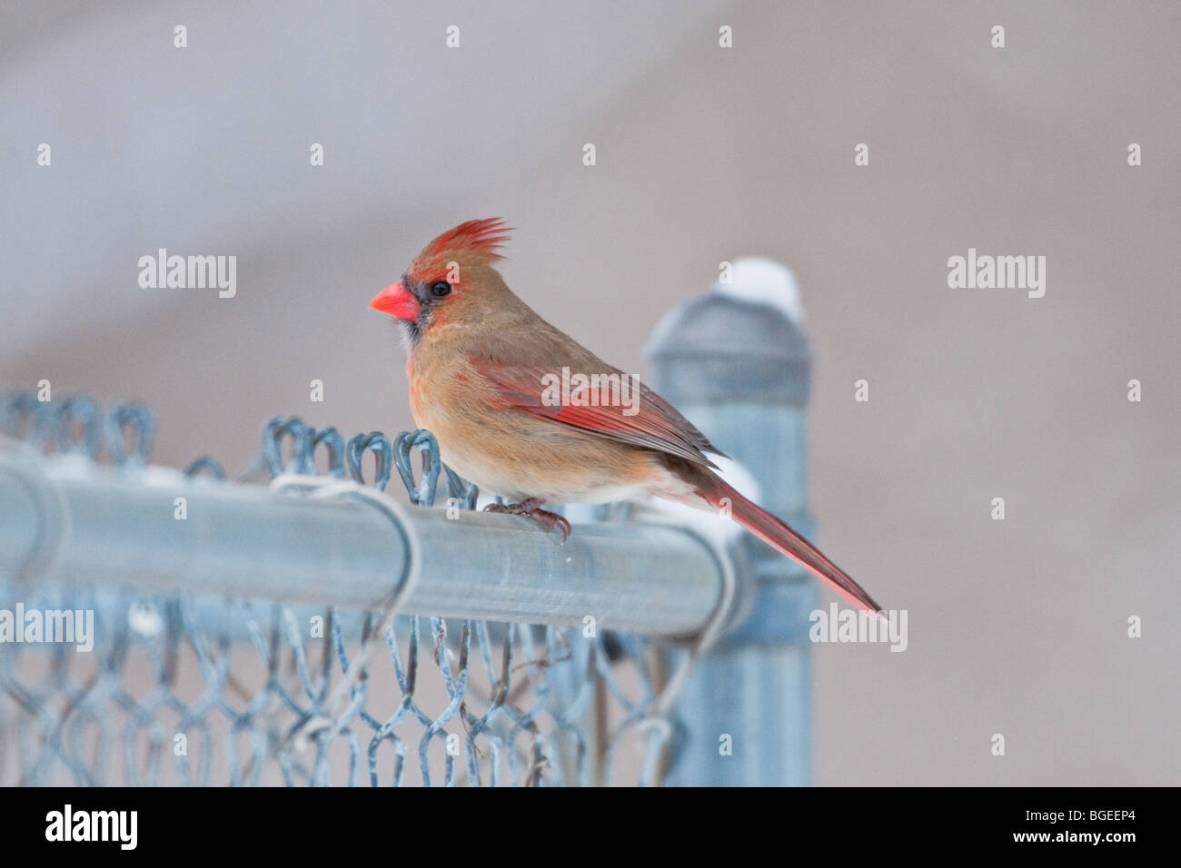 Cardinal on fence hi-res stock photography and images - Alamy
