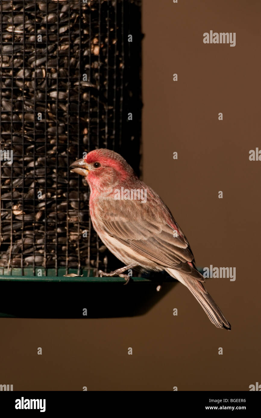 Male house finch feeding hi-res stock photography and images - Alamy