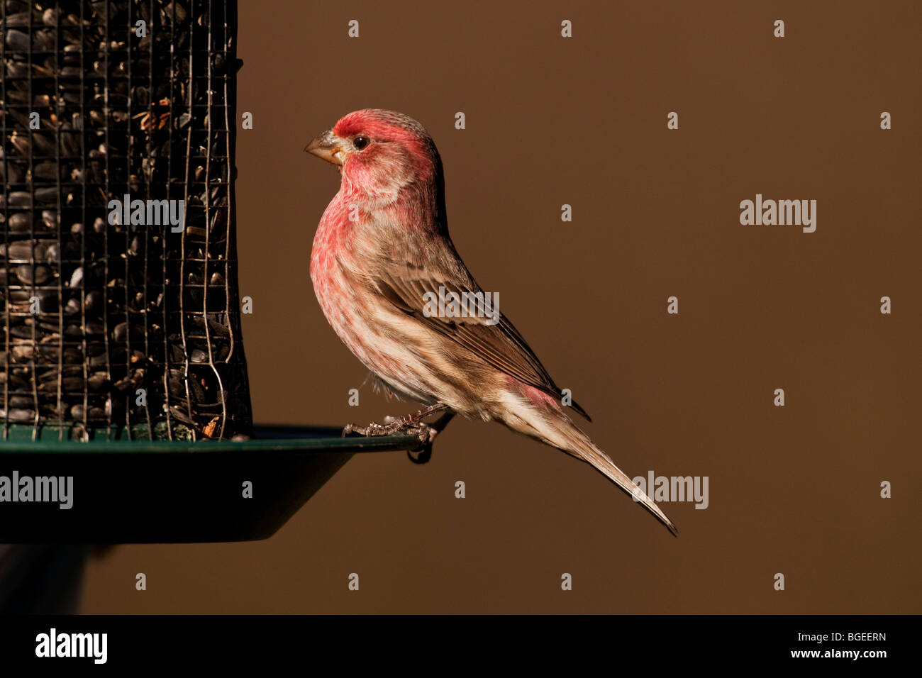 Male house finch feeding hi-res stock photography and images - Alamy