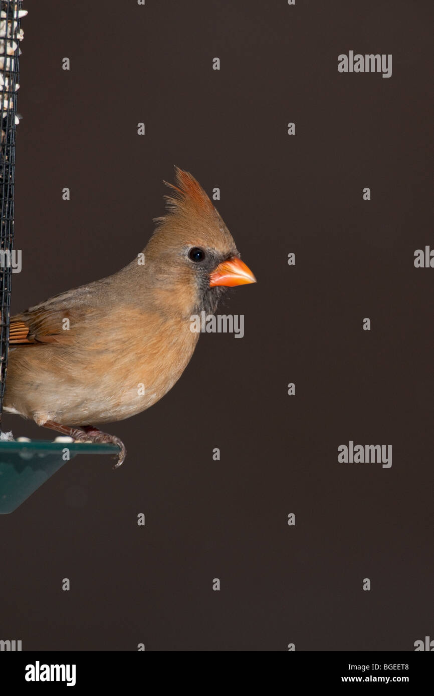 Female Northern Cardinal foraging at seed feeder Stock Photo - Alamy