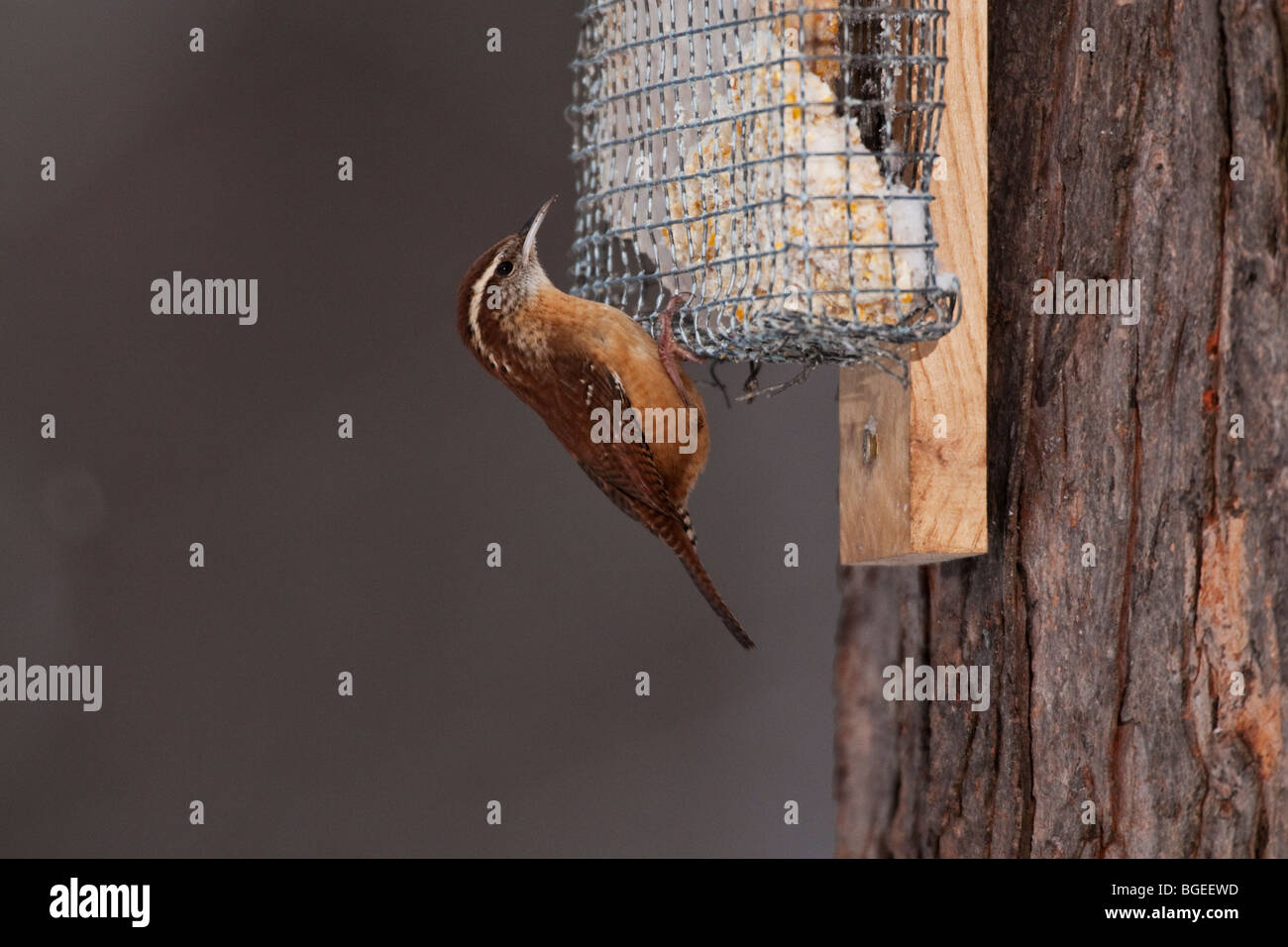 Carolina wren feeding at suet feeder Stock Photo - Alamy