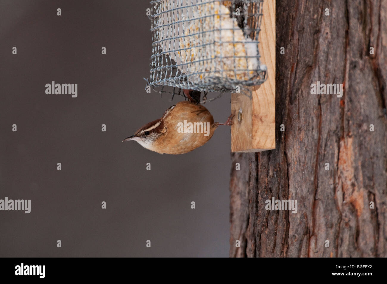 Carolina wren feeding at suet feeder Stock Photo - Alamy