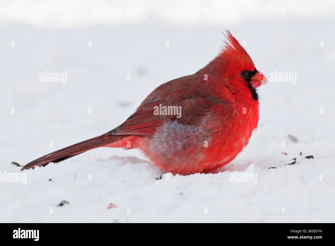 Male northern cardinal foraging hi-res stock photography and images - Alamy