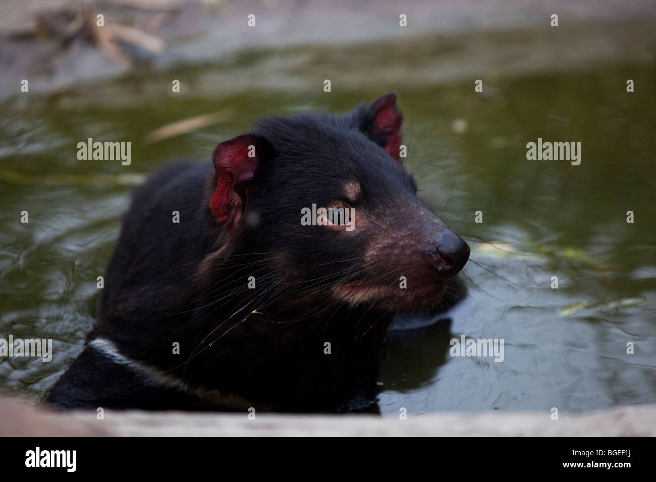 Tango, Tasmanian Devil at containment facility at Taroona, Hobart ...