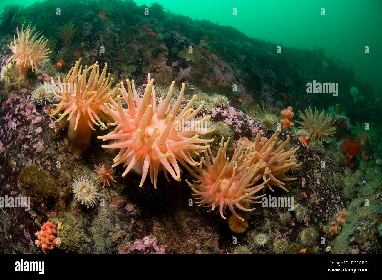 Northern Red Anemone underwater in the St. Lawrence Estuary Stock Photo ...