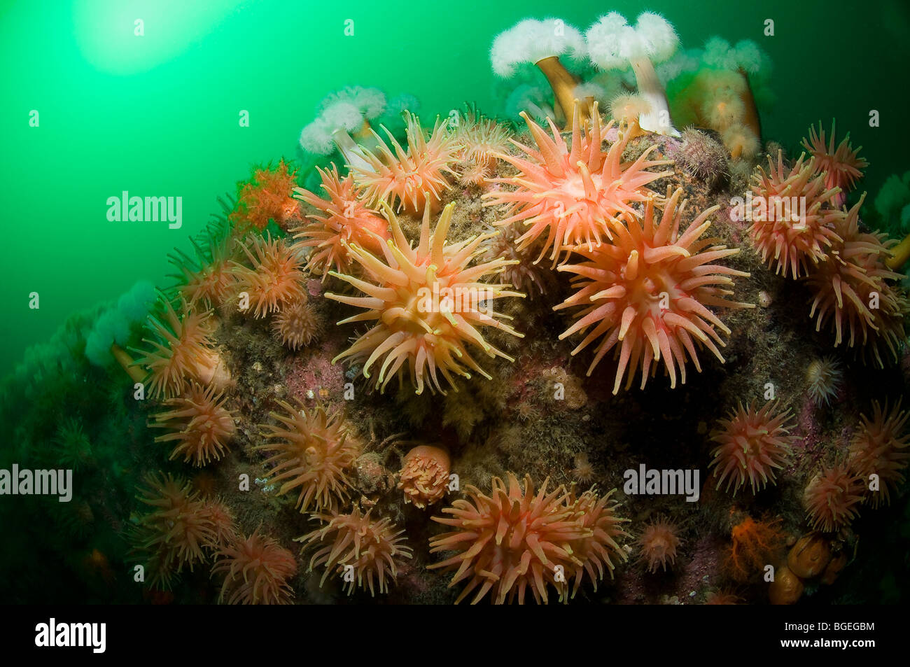 Northern red anemone hi-res stock photography and images - Alamy