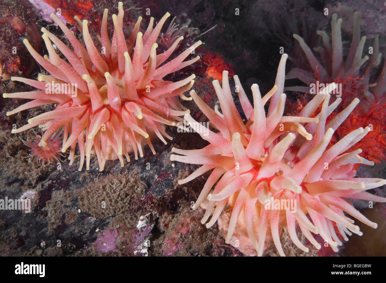 Northern Red Anemone underwater in the St. Lawrence Estuary Stock Photo ...